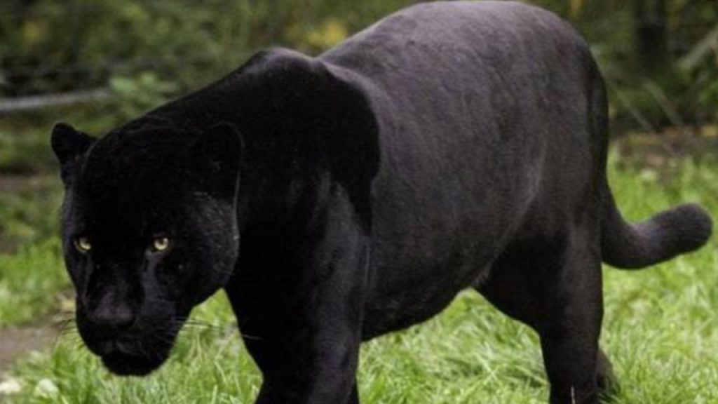 Penampakan Harimau Kumbang di Kampung Panglang – Negara News